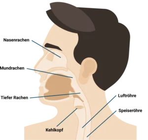 HNO Oldenburg | Hals | Wissenswertes und Krankheitsbilder